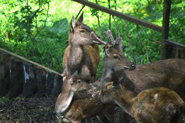 IMPALA UB Teliti Kesejahteraan Rusa Timor Di UB Forest